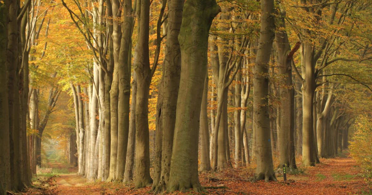 De natuur: zie die als bondgenoot » Brabantslandschap.nl