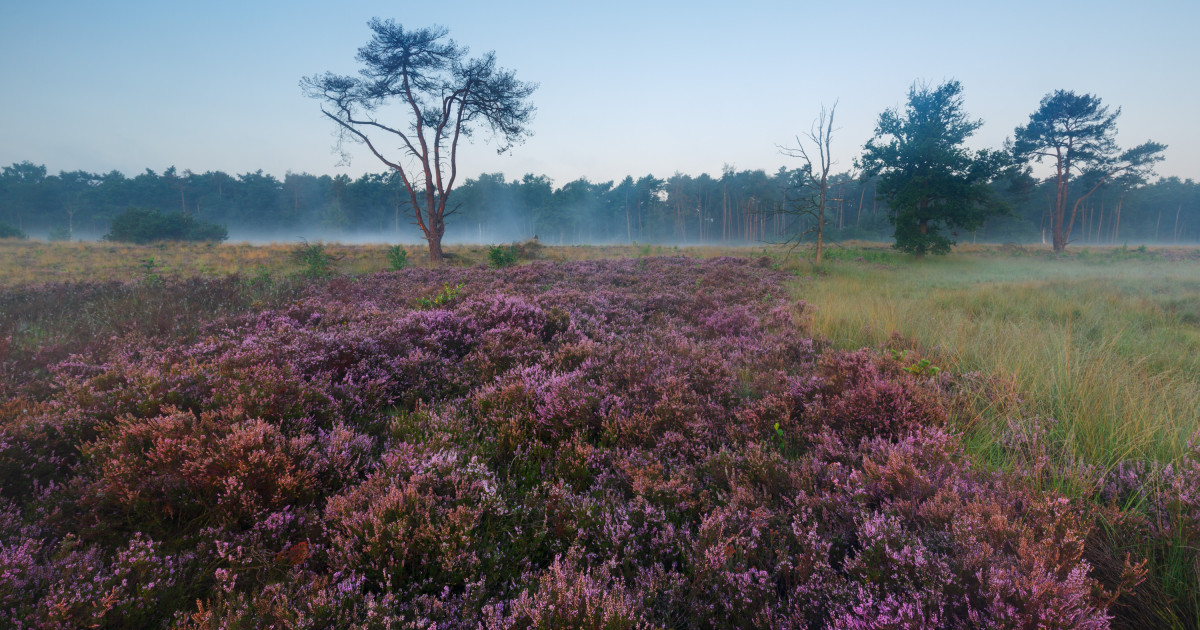 Natuurfonds Brabant » Brabantslandschap.nl