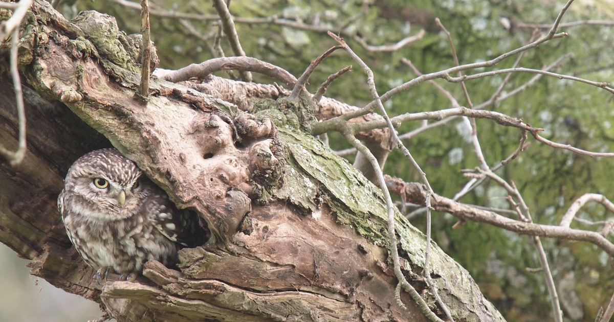 Basiscursus uilenbescherming Vught » Brabantslandschap.nl