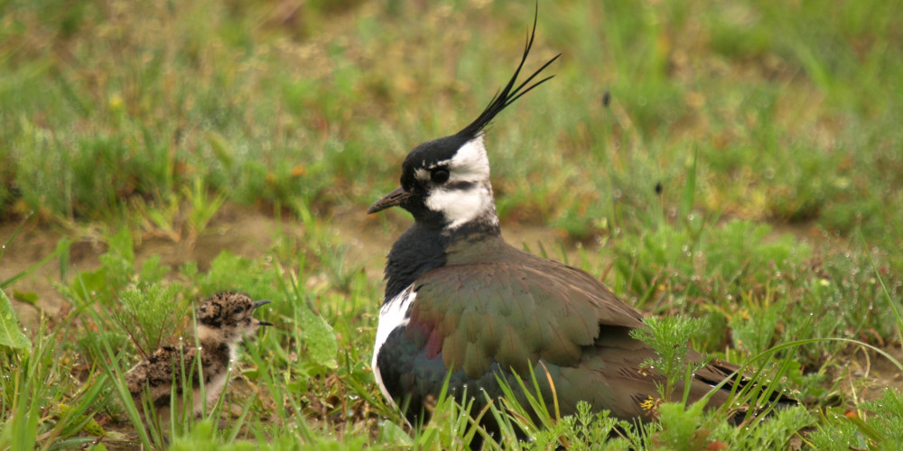Ontdek de natuur » Brabantslandschap.nl